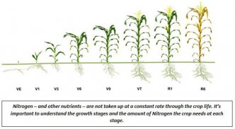 Top Dressing Fertilizer For Maize: Why Timing Is Key - Cropnuts