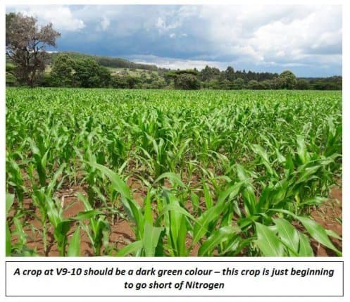 Top Dressing Fertilizer For Maize: Why Timing Is Key - Cropnuts