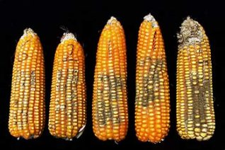 Understanding and Preventing Aflatoxin Poisoning - Cropnuts