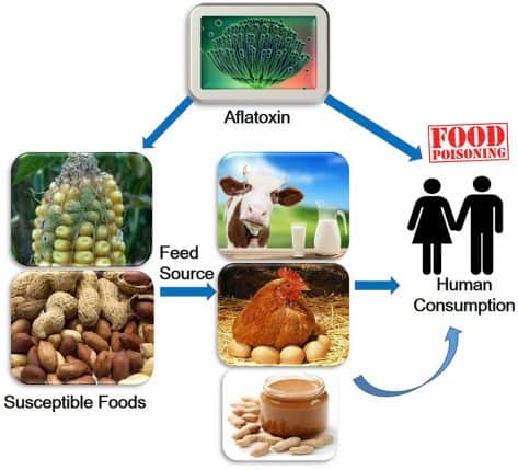 Understanding and Preventing Aflatoxin Poisoning - Cropnuts