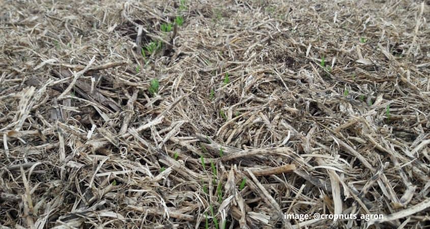 How Organic Matter Creates Sustainable, Carbon-Friendly Agriculture