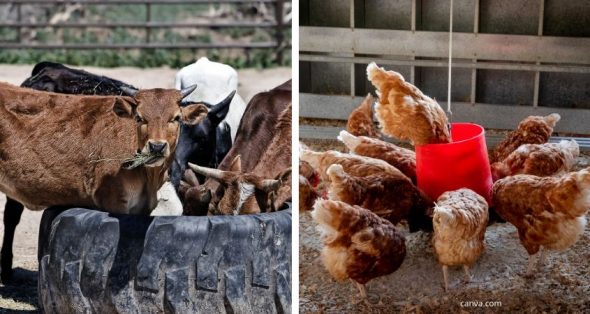 Understanding and Preventing Aflatoxin Poisoning - Cropnuts