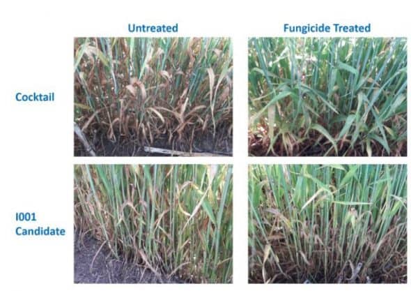 Crop Fungicide Guide - Cropnuts