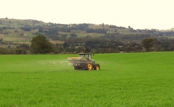 Top Dressing Fertilizer For Maize: Why Timing Is Key - Cropnuts