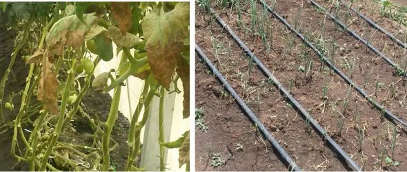 High Sodium Soil Effect On Plant Growth - Cropnuts