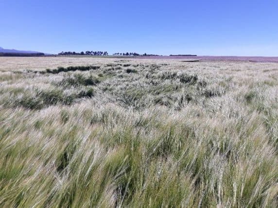 Avoiding Lodging In Cereals - Cropnuts