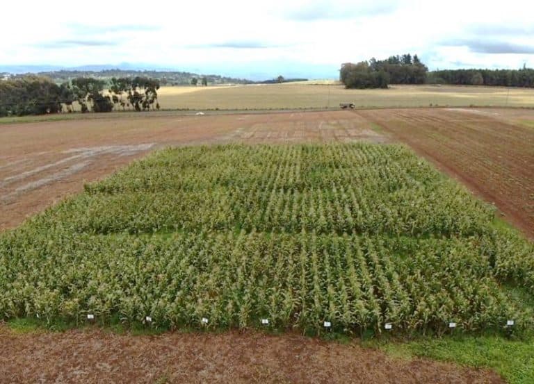 Highland Maize Variety Choices For 2020 - Cropnuts