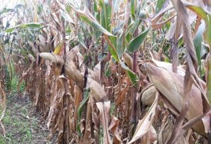 Maize Plant Populations - Cropnuts