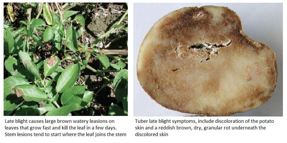 Starter Guide To Profitable Potato Farming - Cropnuts