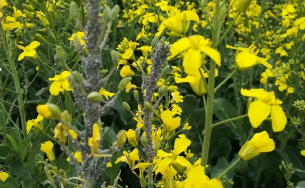 Best Ways to Control Weeds In Potato Farming - Cropnuts