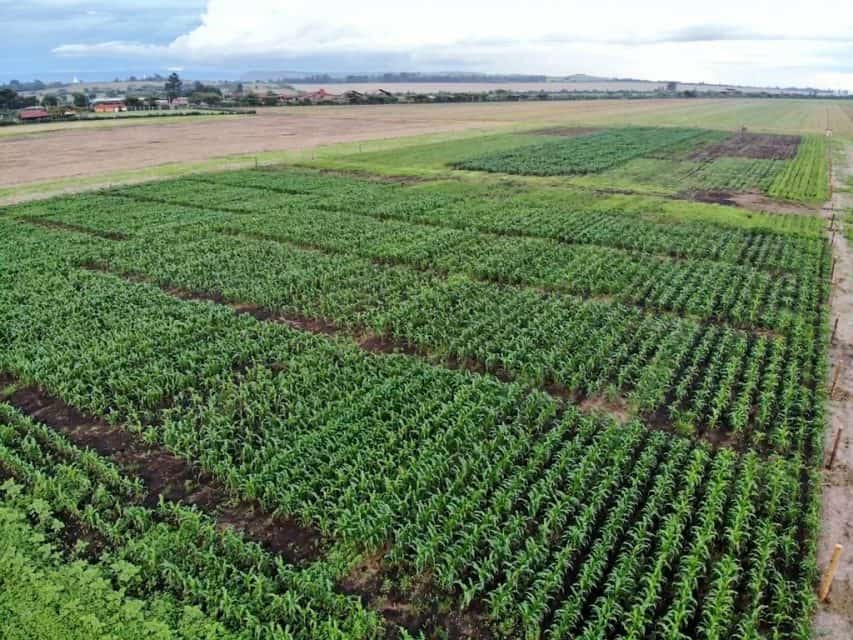 22.5 Bags Of Maize From 0.42 Acres – Hope For Farmers Across The ...