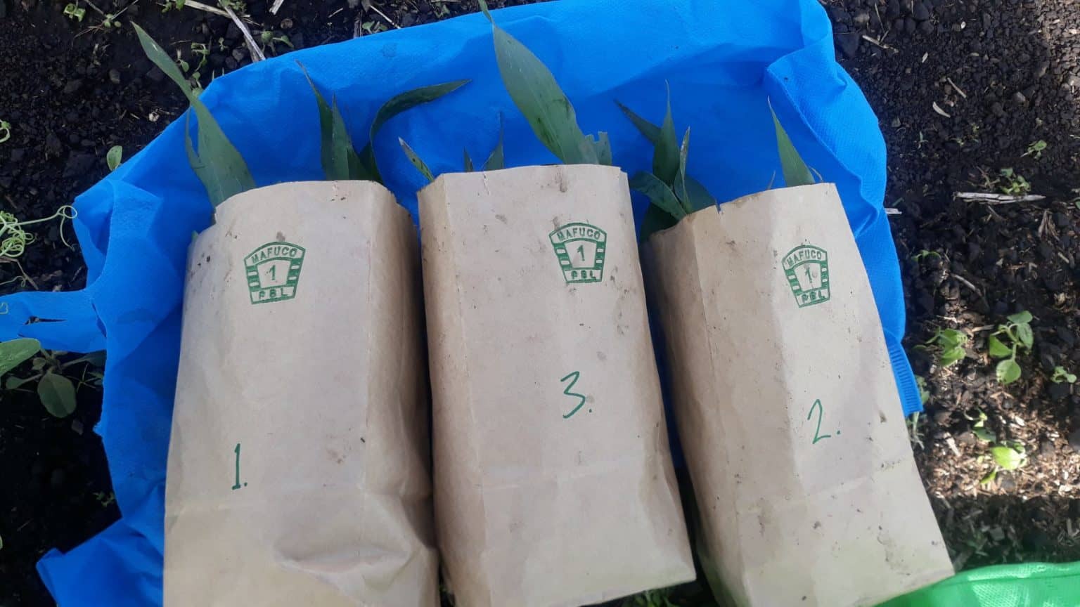 22.5 Bags Of Maize From 0.42 Acres – Hope For Farmers Across The ...