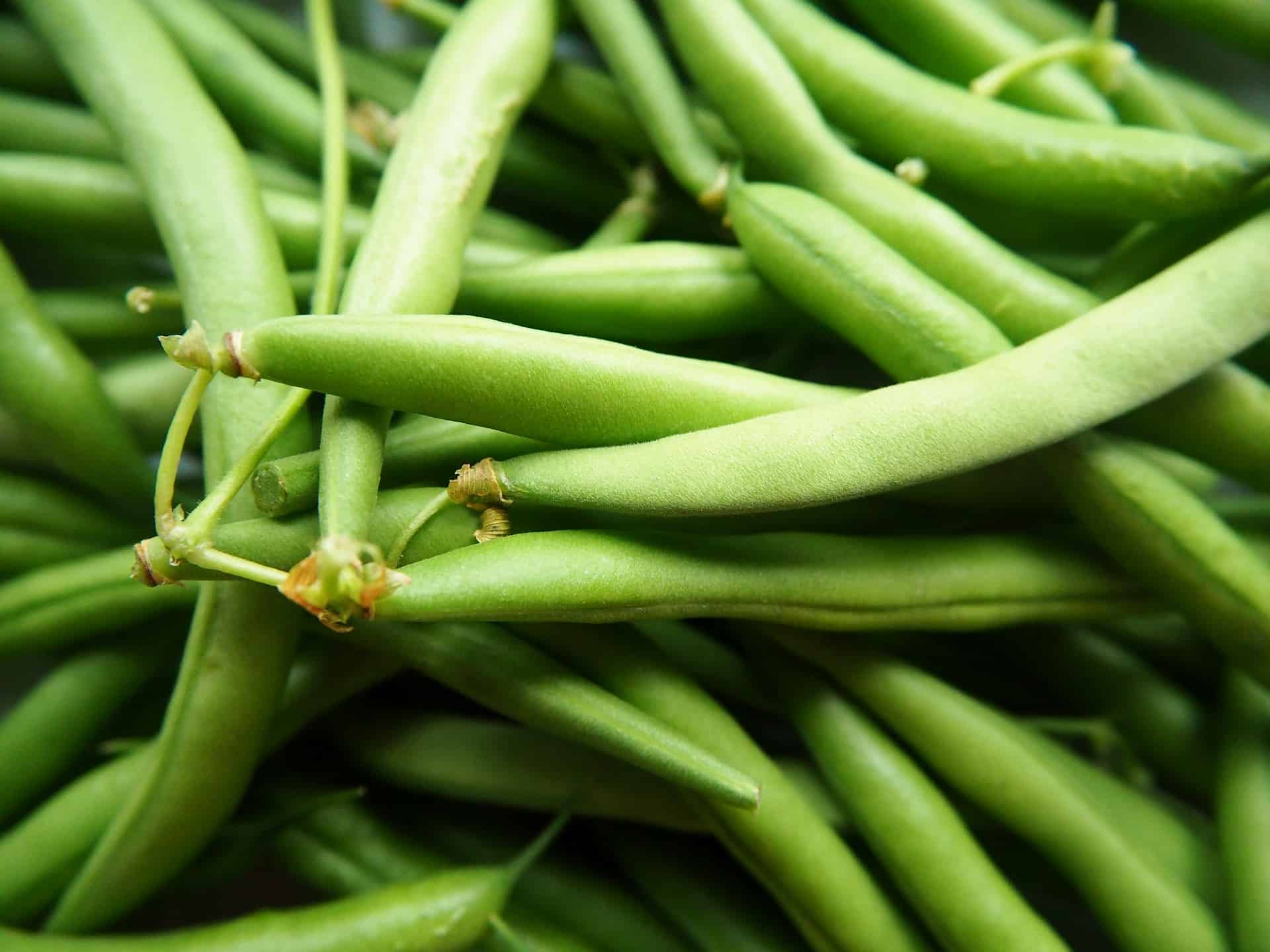 French Beans Farming Guide - Cropnuts
