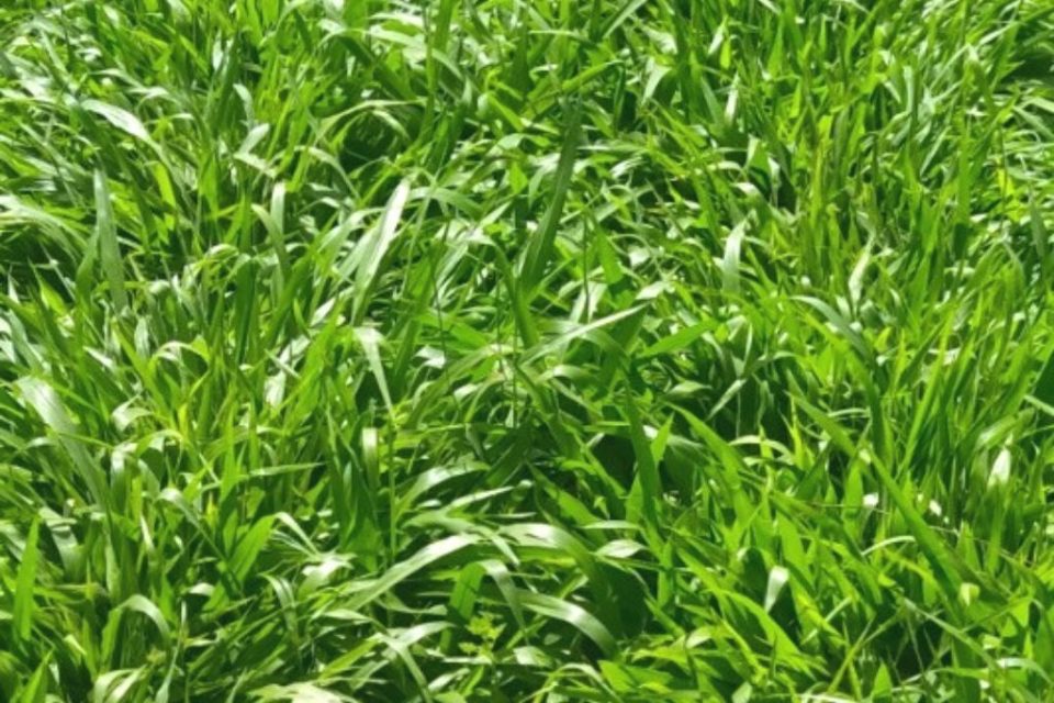 The ABC of Cover Crops – Part 1 - Cropnuts