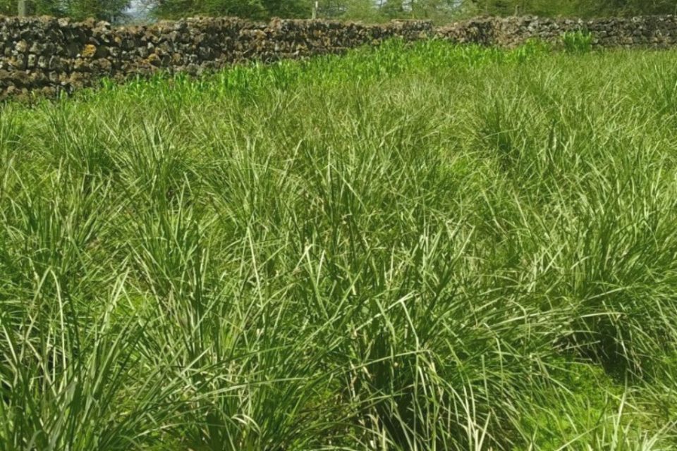 The ABC of Cover Crops – Part 1 - Cropnuts