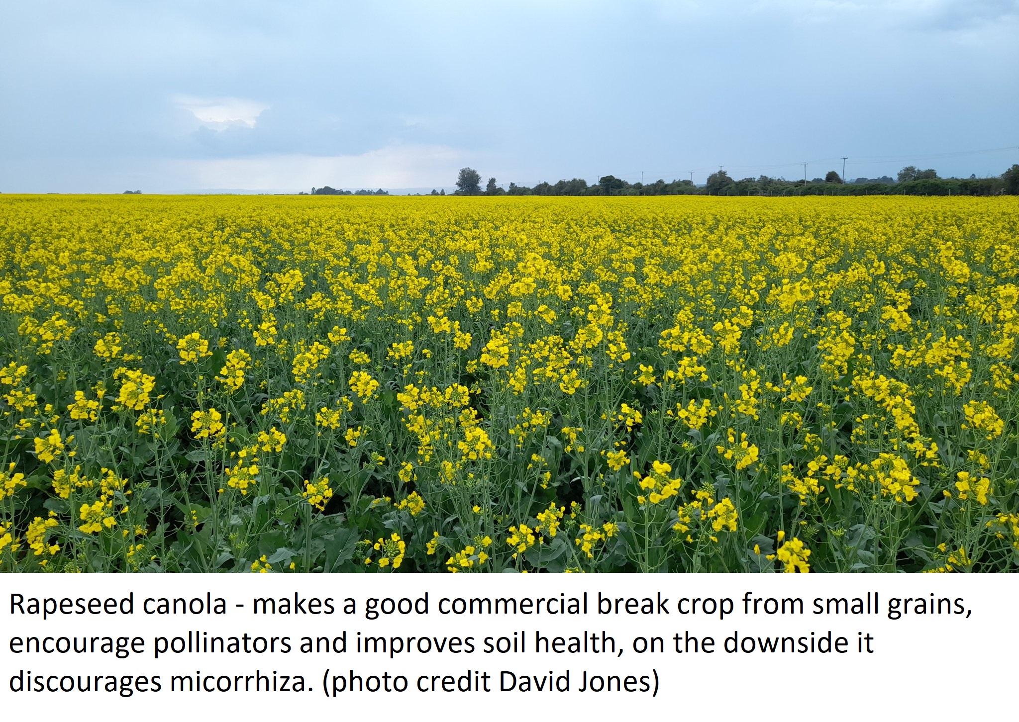 The ABC of Cover Crops – Part 2 - Cropnuts