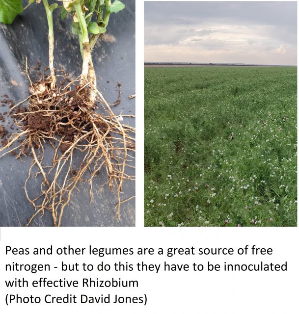 The ABC of Cover Crops – Part 2 - Cropnuts