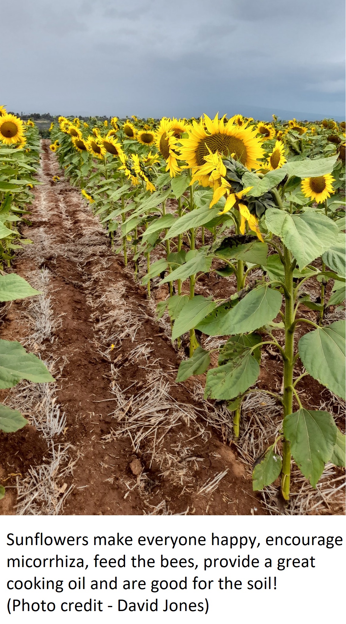 The ABC of Cover Crops – Part 2 - Cropnuts
