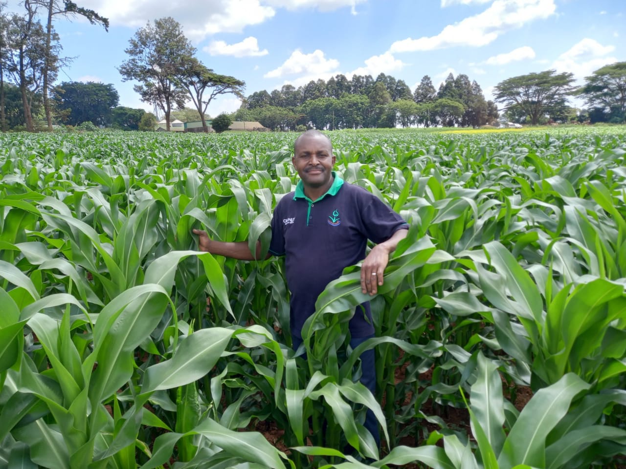 Are Fertilizer Use Returns Optimal In Kenyan Farms? - Cropnuts