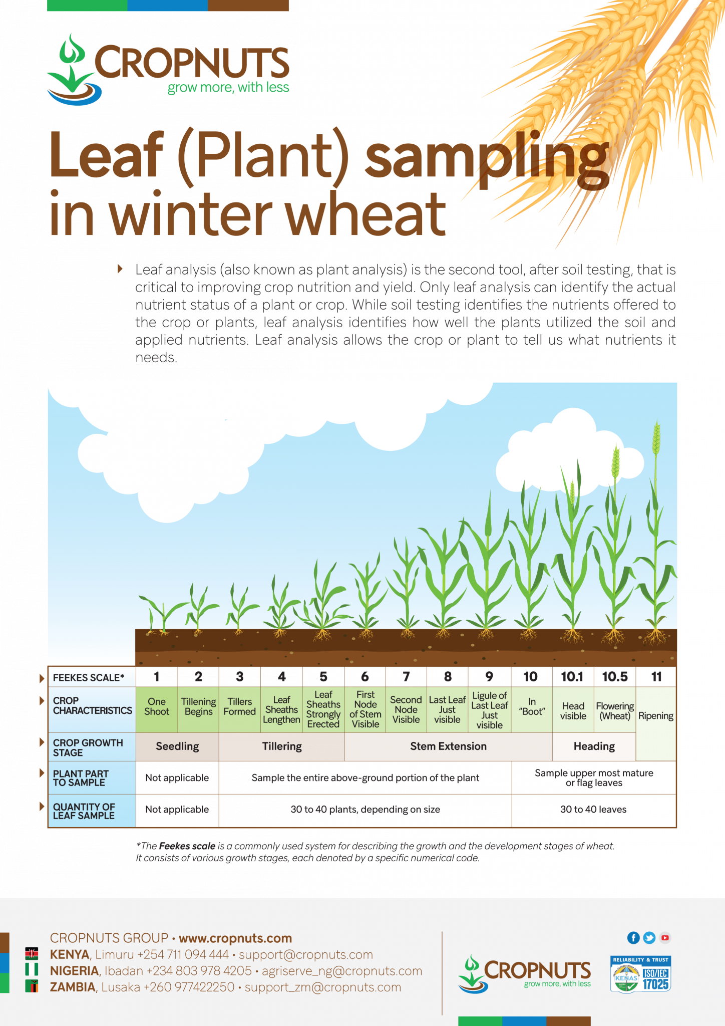 Enhance Winter Wheat Performance with Leaf Sampling - Cropnuts