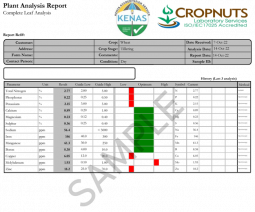Enhance Winter Wheat Performance with Leaf Sampling - Cropnuts