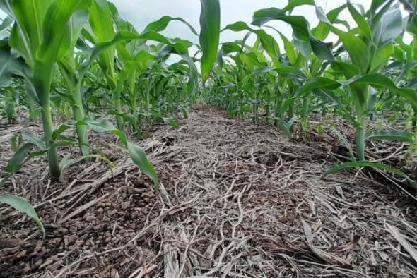 Maize Plant Populations - Cropnuts