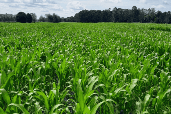 Farms Find Benefits With Off-Season Break Crops - Cropnuts