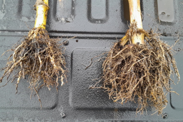 Maize Silage Makes The Difference! - Cropnuts