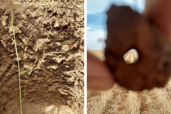 Land Preparation - Cropnuts