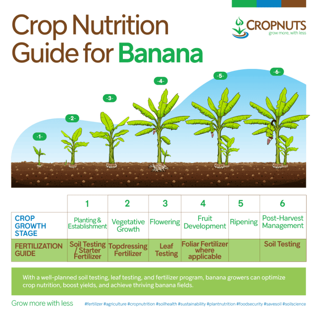 Crop Nutrition Guide For Bananas 🍌 - Cropnuts