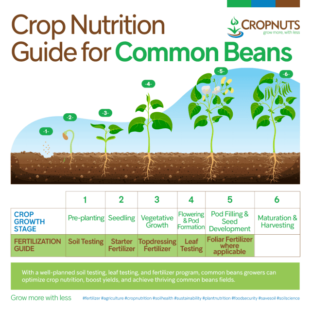 Crop Nutrition Guide For Common Beans - Cropnuts