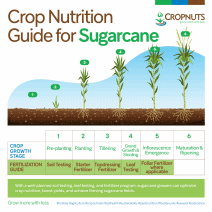 Crop Nutrition Guide For Sugarcane - Cropnuts