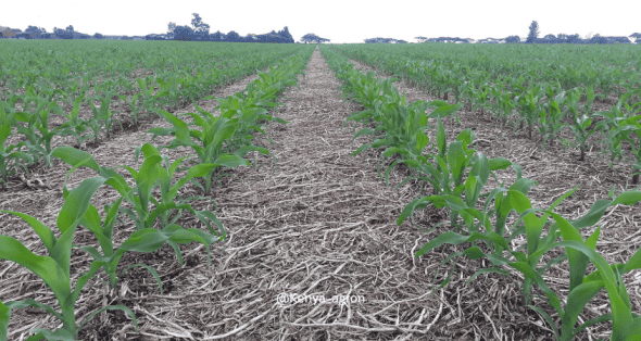 Significance of Proper Land Preparation For Maize Cultivation - Cropnuts