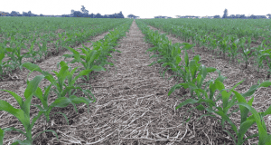 Best Practices for Fertilizer Top Dressing - Cropnuts