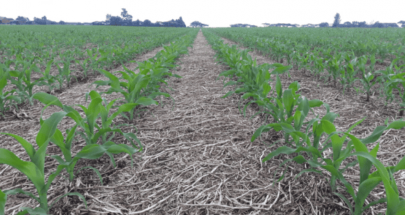 Best Practices for Fertilizer Top Dressing - Cropnuts