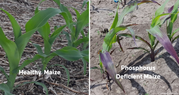 Introduction to the Phosphorus Nutrient - Cropnuts
