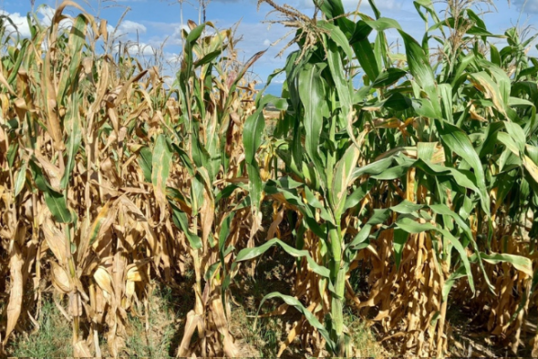 Maize Varieties for 2024 - Cropnuts