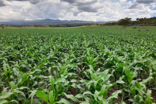 Maize Varieties for 2024 - Cropnuts