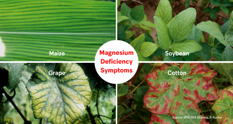 Introduction to the Magnesium Nutrient - Cropnuts