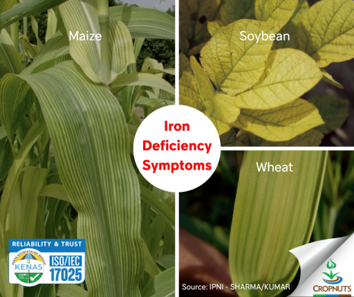 Introduction to the Iron Nutrient - Cropnuts