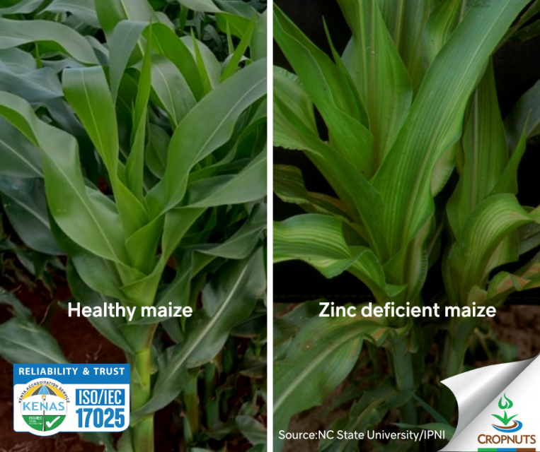 Introduction to the Zinc Nutrient - Cropnuts