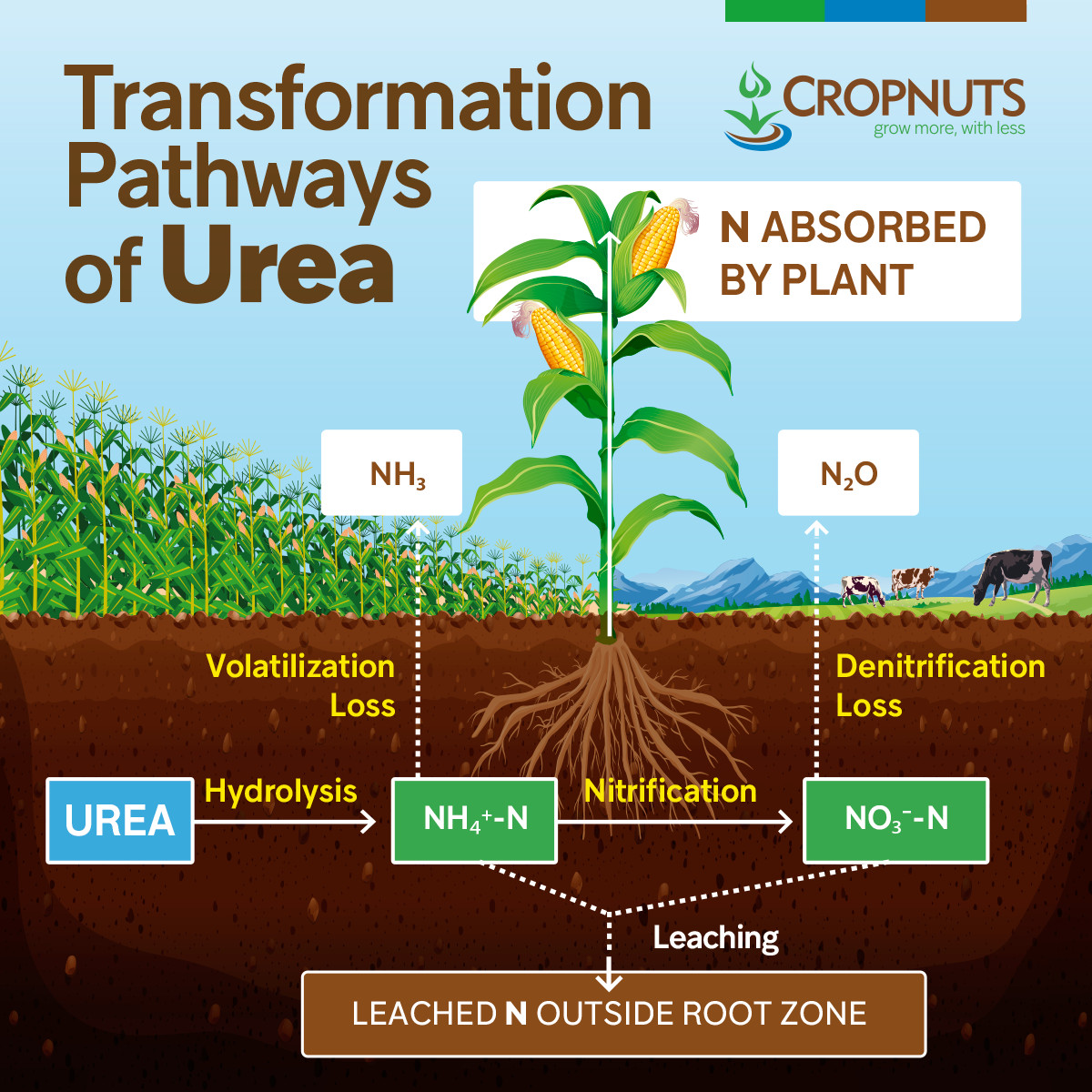 Maximizing the Performance of Urea Top Dressing - Cropnuts